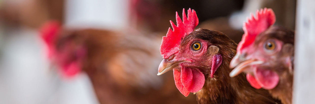 Poultry products of the highest quality and multiple package variations ...