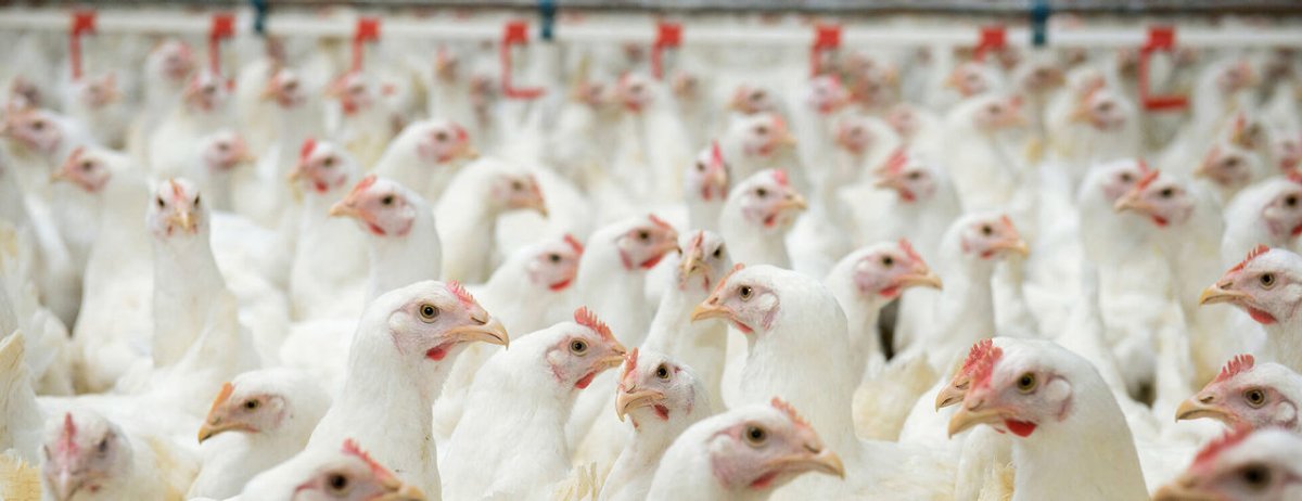 Aves | MULTIVAC Verpackungsanlagen, sicher und effizient