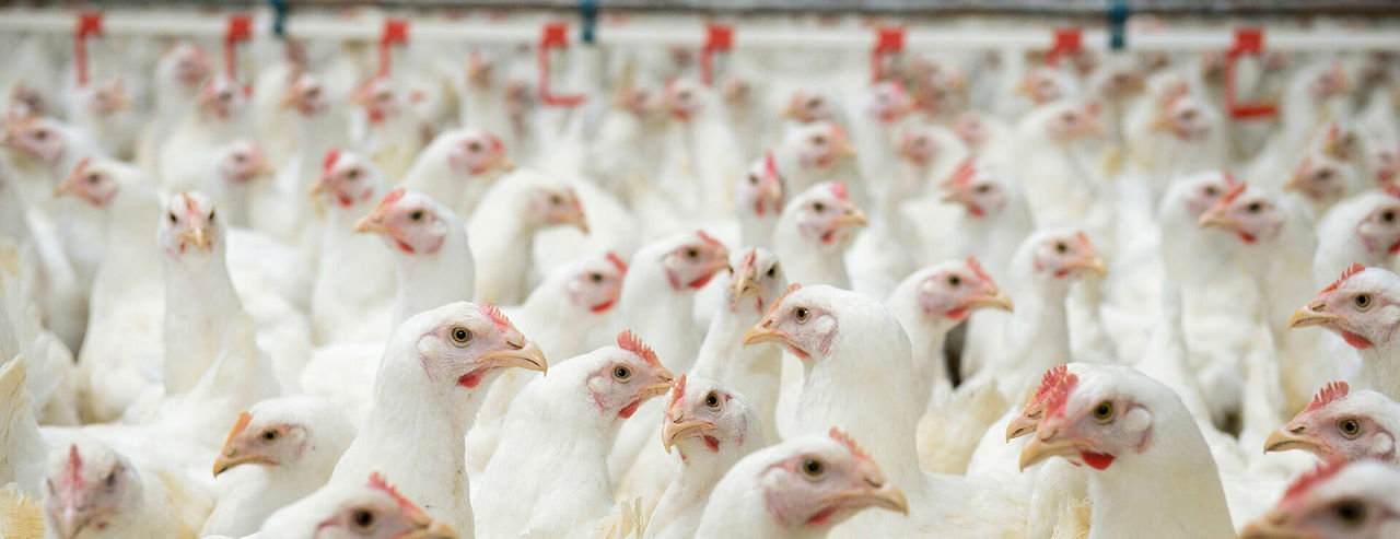 Aves | MULTIVAC Verpackungsanlagen, sicher und effizient